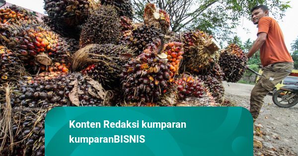 Produksi CPO Naik, Konsumsi Biodiesel Sentuh 1 Juta Ton per Oktober 2024 | kumparan.com